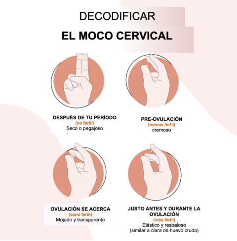 Usar el moco cervical como herramienta de fertilidad